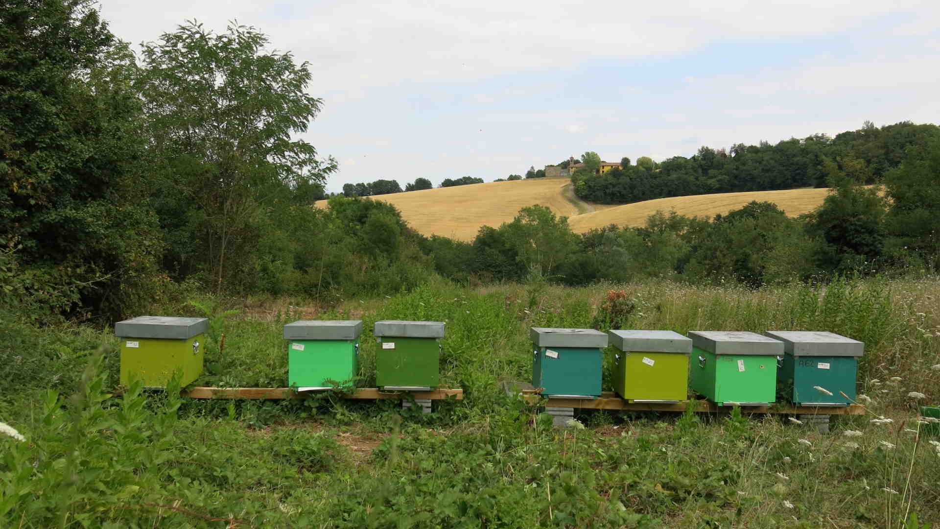 Bee conservation - with or without honey bees? - Bee Series